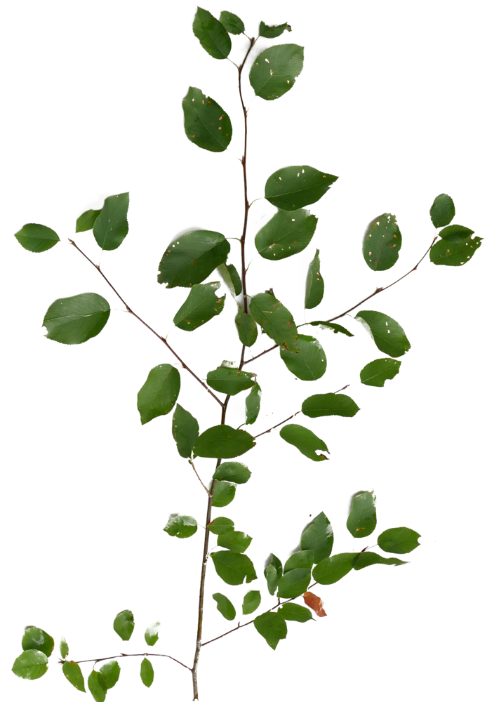 Can't import to roblox the leaf texture of my tree made in blender ...