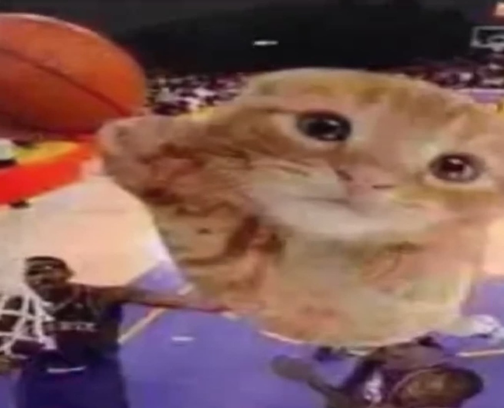 Ballincat43 Decal [FREE!] - Community Resources - Developer Forum | Roblox