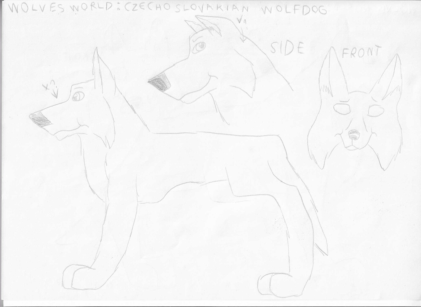 Wolves World: wolves species design part 3 - Creations Feedback ...