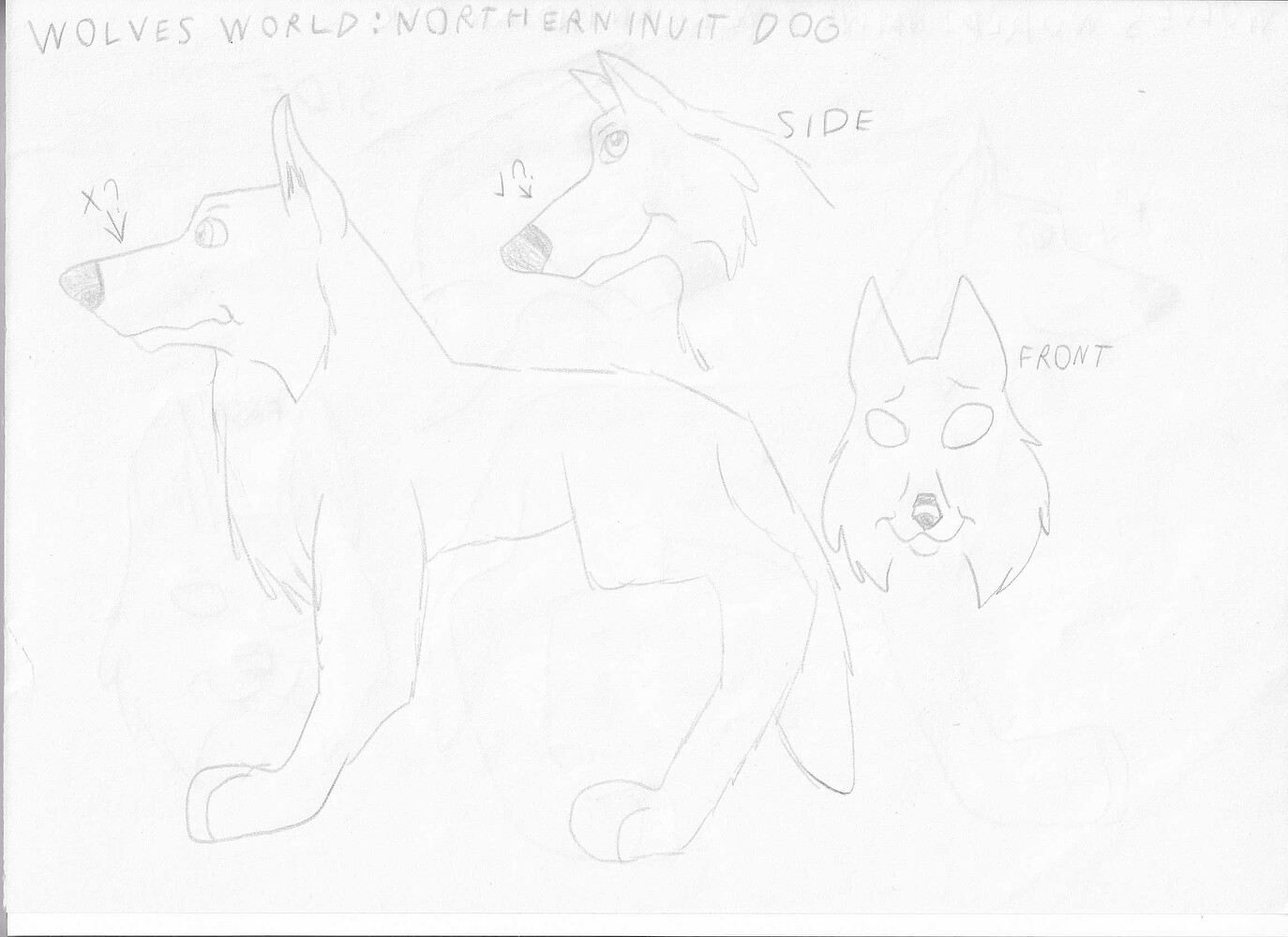 Wolves World: wolves species design part 3 - Creations Feedback ...