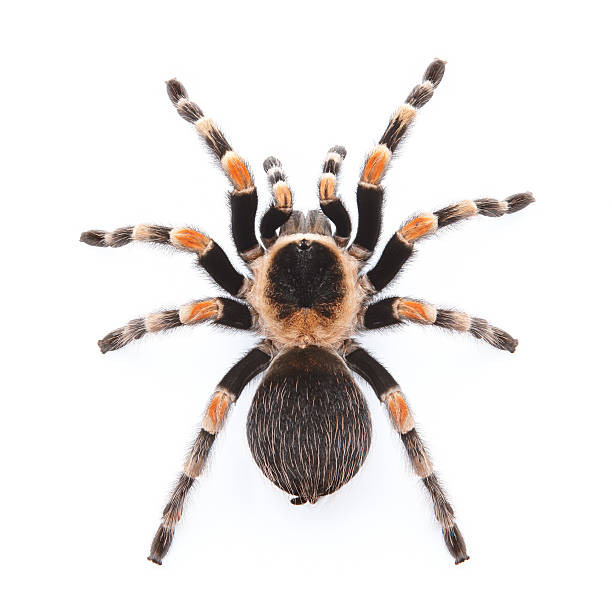 Is the design and look of my robot spider good? - Creations Feedback ...